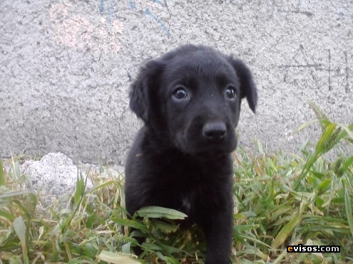 Labradores cachorros negros - Imagui