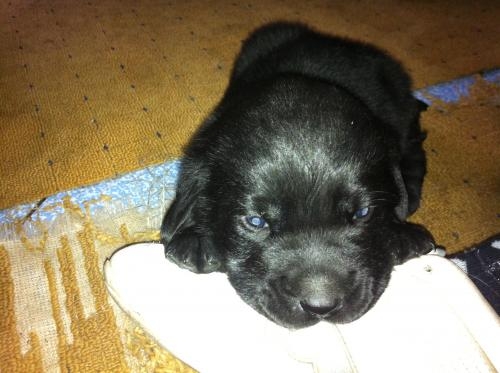 De labradores bebés negros - Imagui