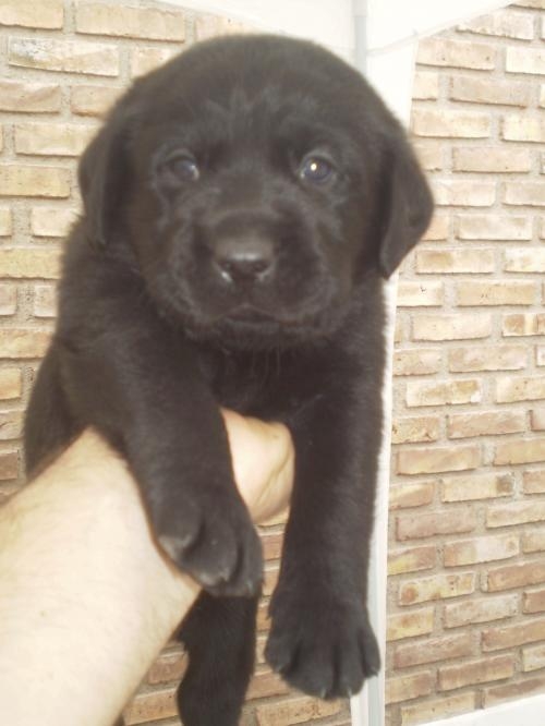 De labradores bebés negros - Imagui